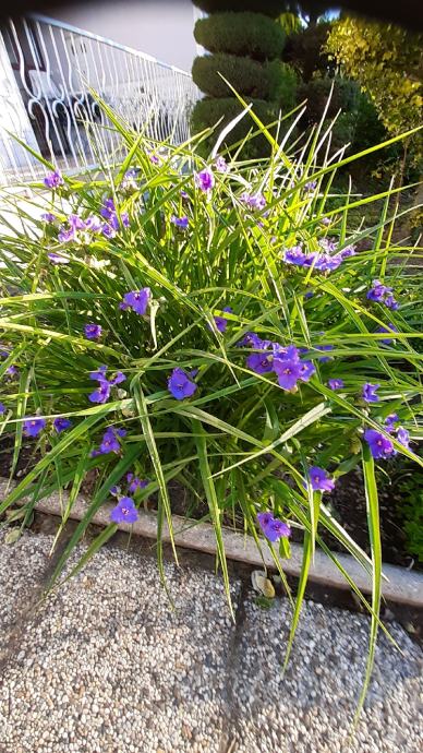 Sadnice,lukovice,gomolj-iris,perunika,zumbul,preslica,stolisnik,čićak