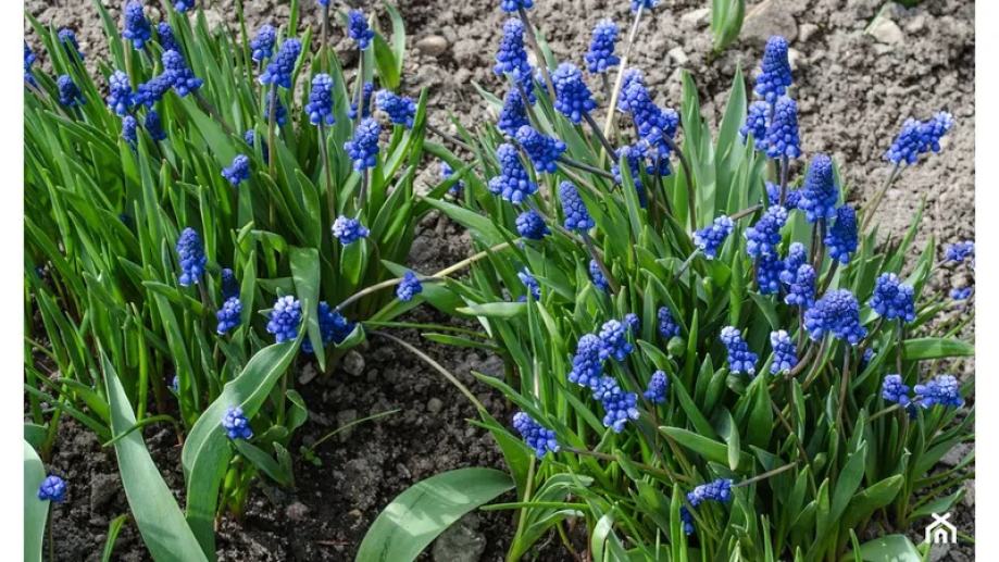 Sadnice,lukovice,gomolj-iris,perunika,zumbul,preslica,stolisnik,čićak