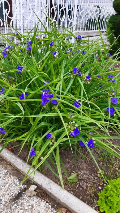 Sadnice,lukovice,gomolj-iris,perunika,zumbul,preslica,stolisnik,čićak