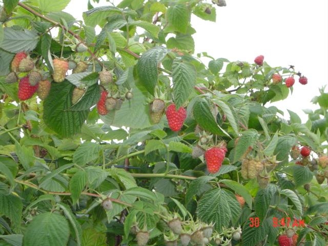 Sadnice malina POLANA,POLKA, HIMBO TOP, WILLAMET, TULAMEEN...