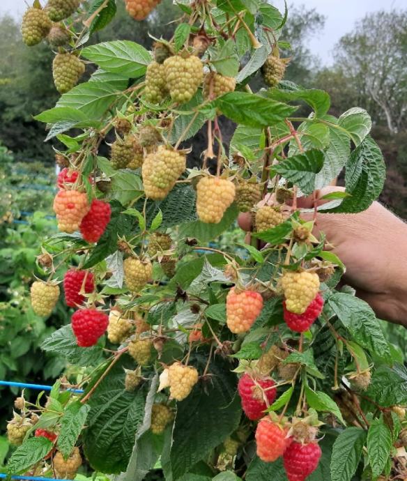 SADNICE MALINA PRODAJEM - MJESEČARKA