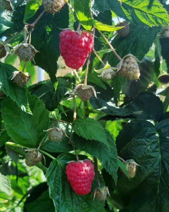 SADNICE MALINA PRODAJEM - MJESEČARKA