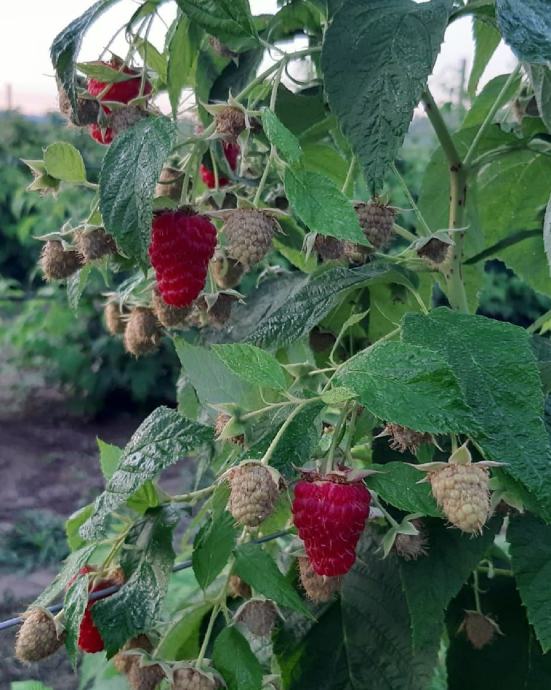 SADNICE MALINA PRODAJEM - MJESEČARKA