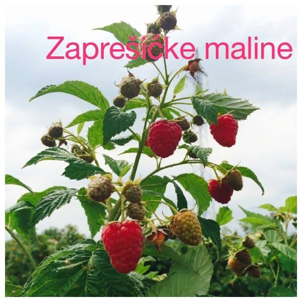 SADNICE MALINA HIMBO TOP PRODAJEMO