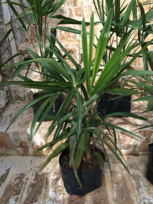 Sadnice palme, 45 cm, povoljno