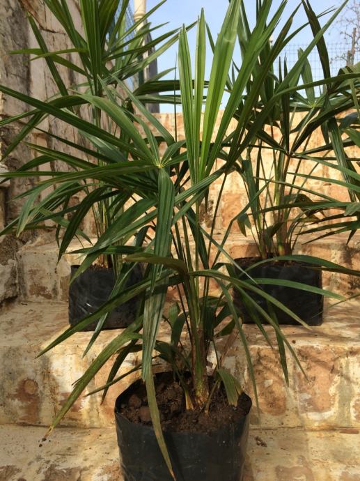 Sadnice palme, 45 cm, povoljno