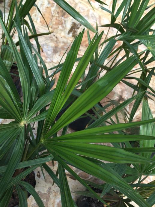 Sadnice palme, 45 cm, povoljno
