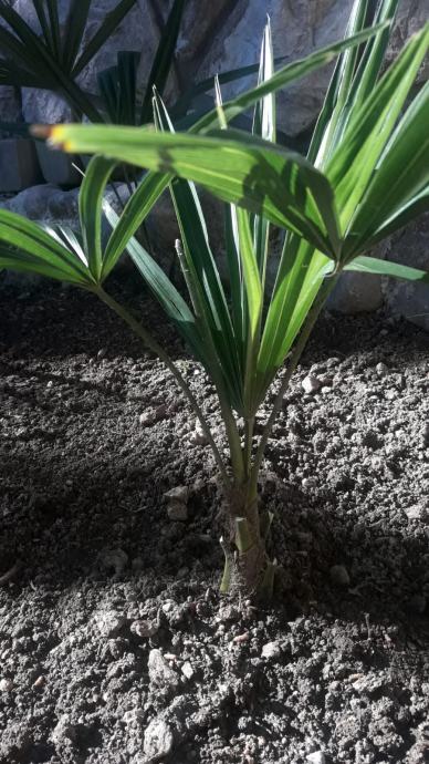Sadnice palme i lovora