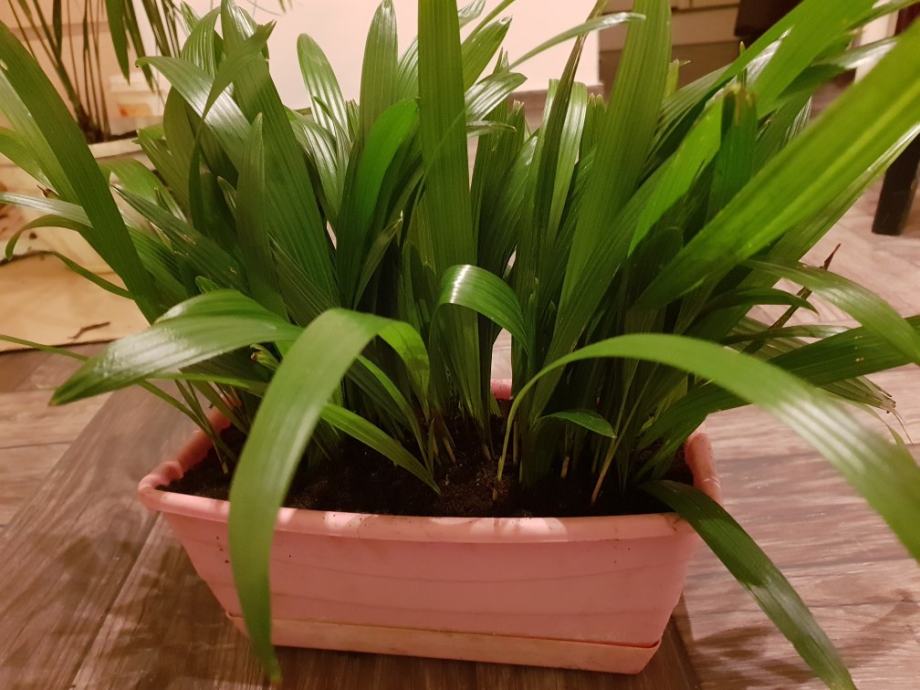 Sadnice palme Visoka žumara trachycarpus fortunei