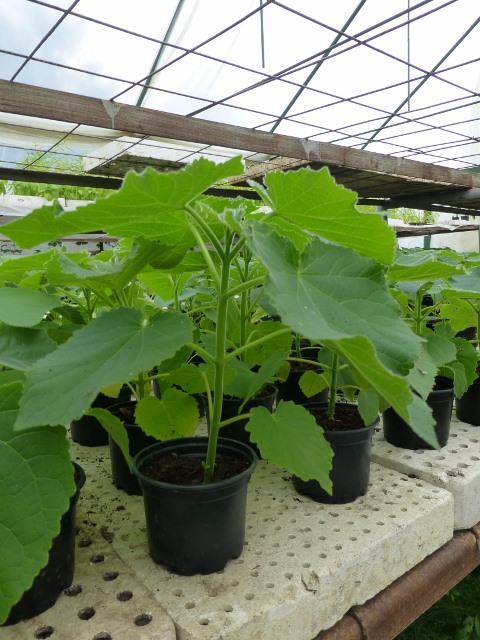 Paulownia, Paulovnija sadnice