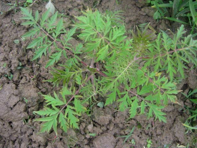 Sadnice rhus typhina ili kiseli ruj