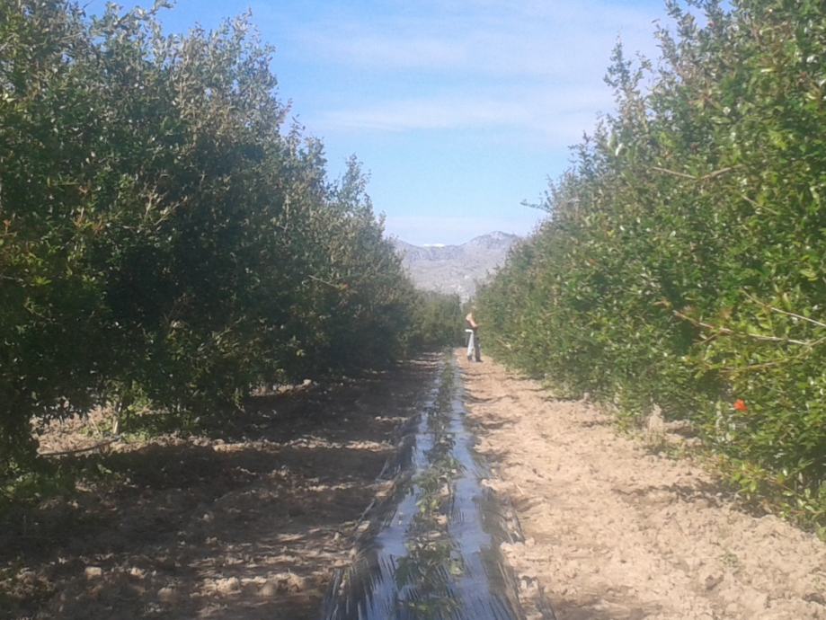 SADNICE ŠIPKA (NARA)