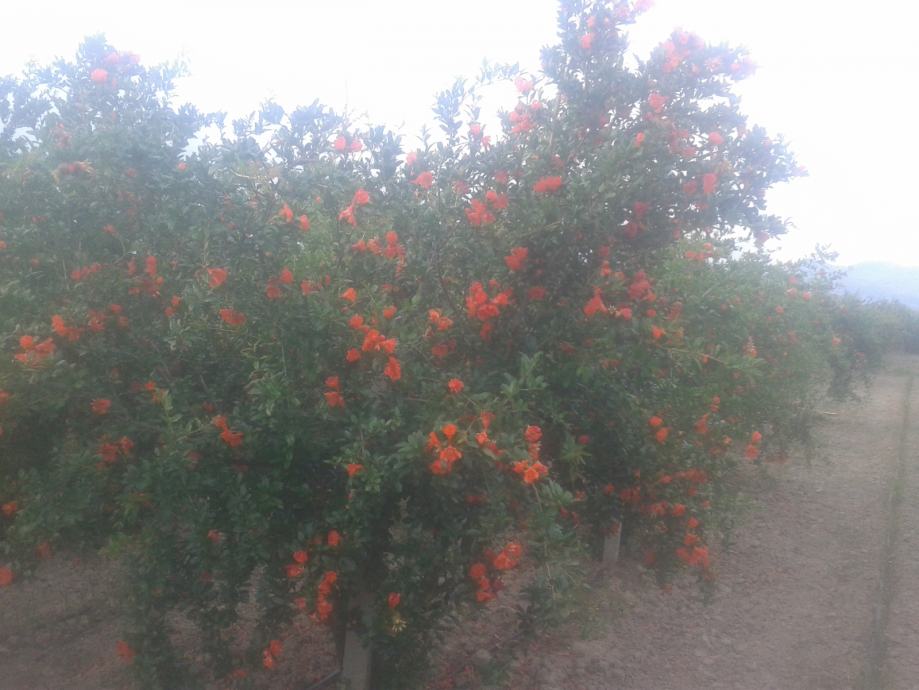 SADNICE ŠIPKA (NARA)