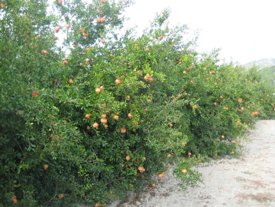 SADNICE ŠIPKA (NARA)