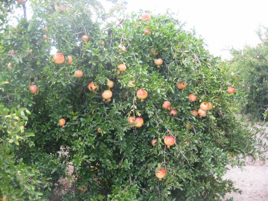 SADNICE ŠIPKA (NARA)