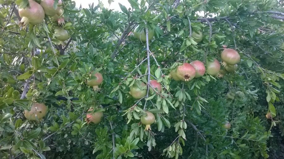 SADNICE ŠIPKA (NARA)