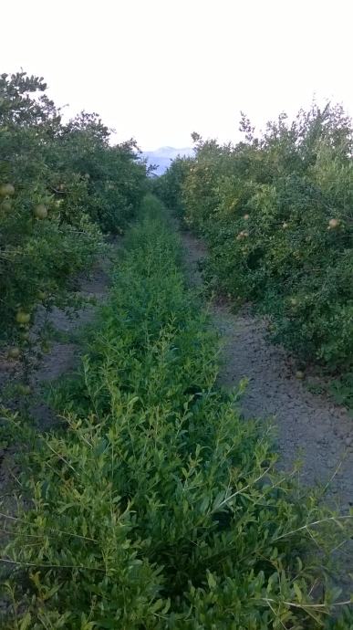 SADNICE ŠIPKA (NARA)