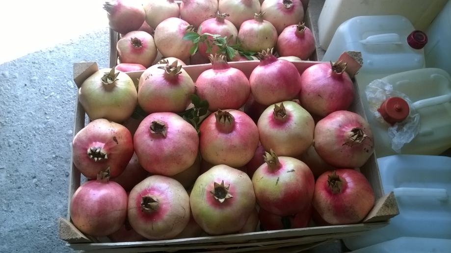 SADNICE ŠIPKA (NARA)