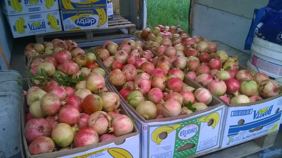 SADNICE ŠIPKA (NARA)