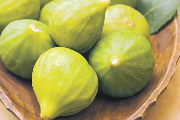 Sadnice smokve bjelice