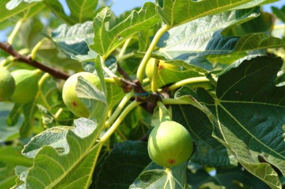 Sadnice smokve bjelice