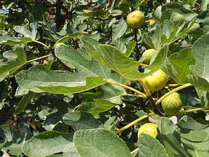 Sadnice smokve bjelice