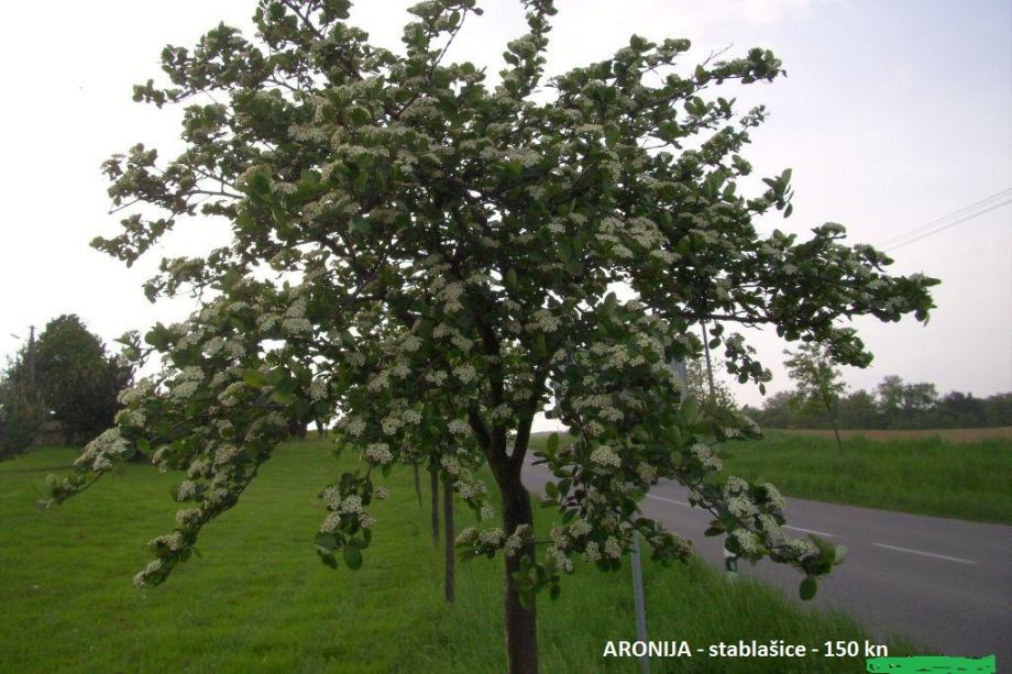 sadnice STABLAŠICE - voćke, ruže, ukrasno bilje