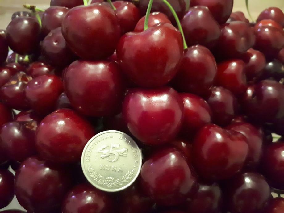 Sadnice stare sorte trešnje Hrušt, voćne sadnice