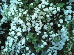 SURUČICA SADNICE - UKRASNI GRM - SPIREA NIPPONICA