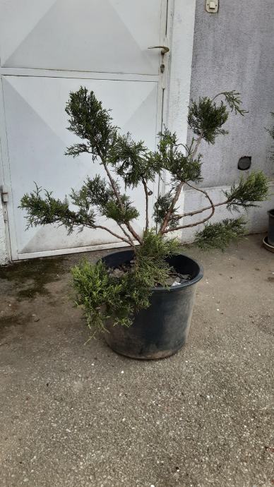 Sadnice tisa,srebrni čempres ukrasno šišane, topiary, bonsai