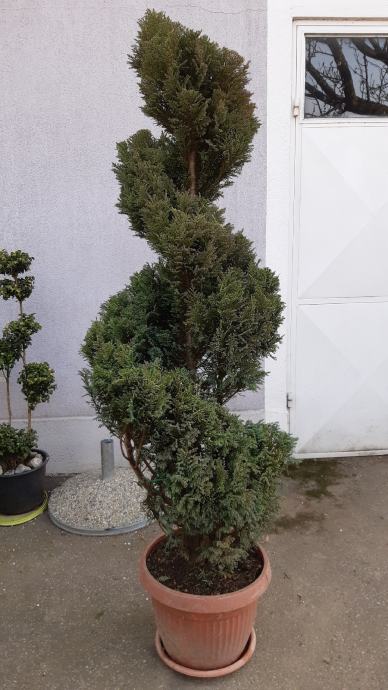 Sadnice tisa,srebrni čempres ukrasno šišane, topiary, bonsai