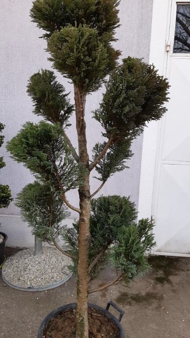 Sadnice tisa,srebrni čempres ukrasno šišane, topiary, bonsai