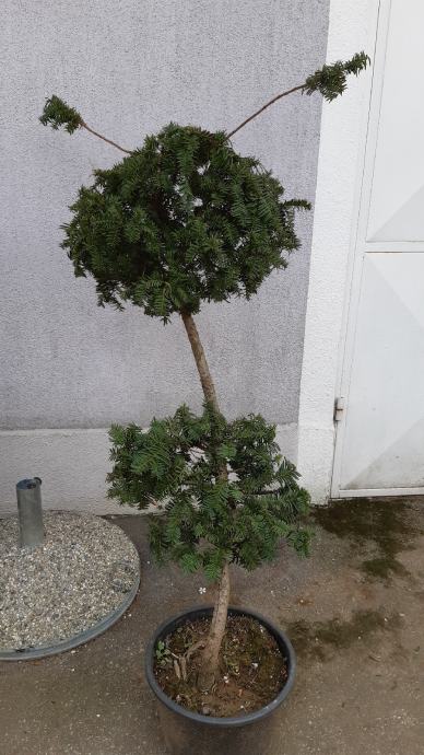 Sadnice tisa,srebrni čempres ukrasno šišane, topiary, bonsai