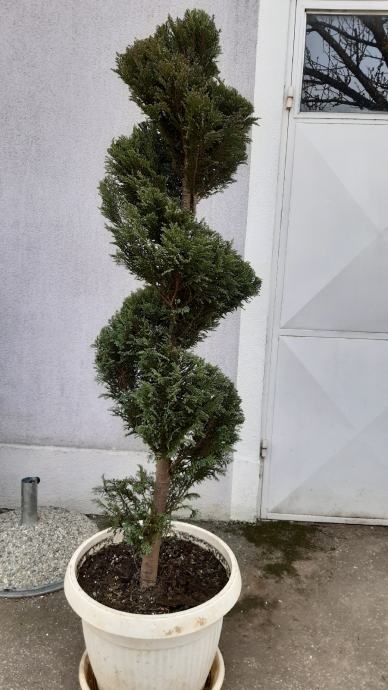 Sadnice tisa,srebrni čempres ukrasno šišane, topiary, bonsai