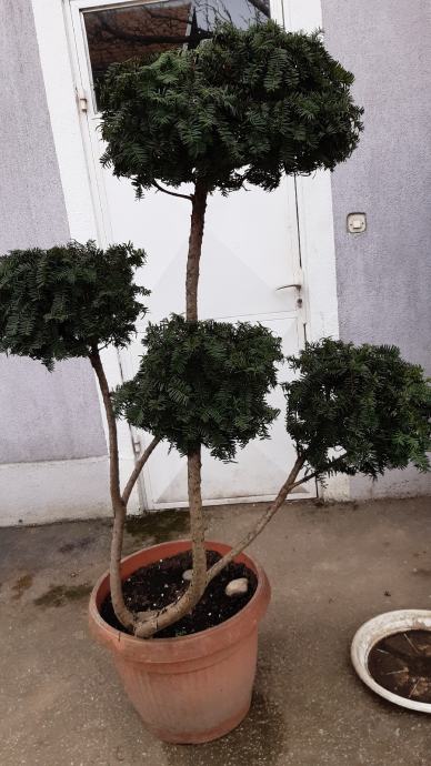 Sadnice tisa,srebrni čempres ukrasno šišane, topiary, bonsai