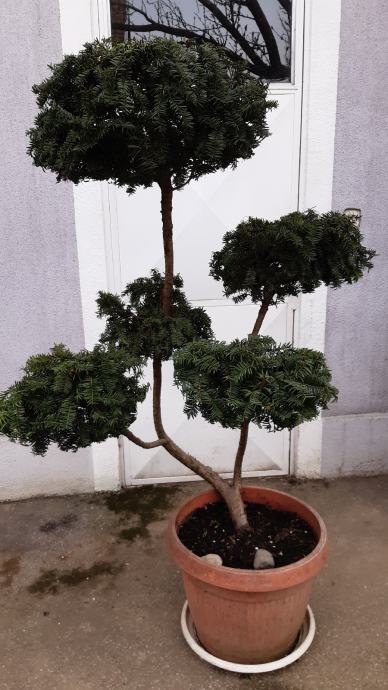 Sadnice tisa,srebrni čempres ukrasno šišane, topiary, bonsai