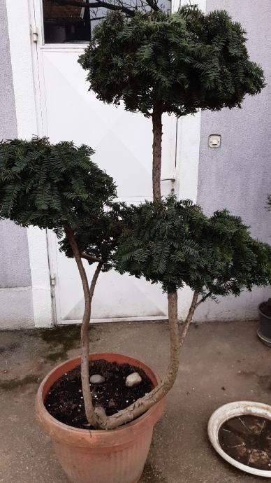 Sadnice tisa,srebrni čempres ukrasno šišane, topiary, bonsai