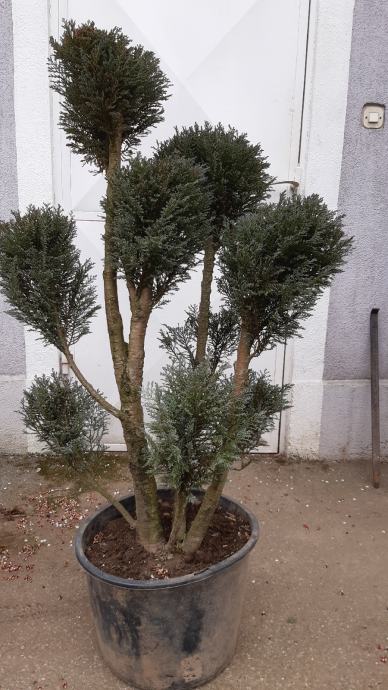 Sadnice tisa,srebrni čempres ukrasno šišane, topiary, bonsai