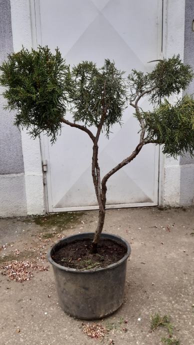 Sadnice tisa,srebrni čempres ukrasno šišane, topiary, bonsai