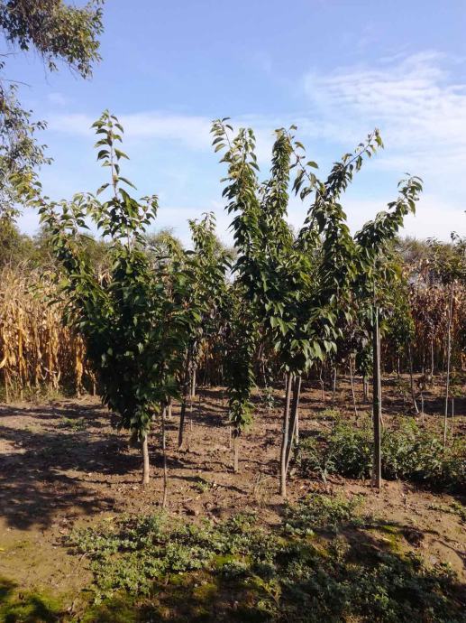 SADNICE UKRASNOG BILJA