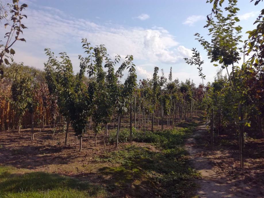 SADNICE UKRASNOG BILJA