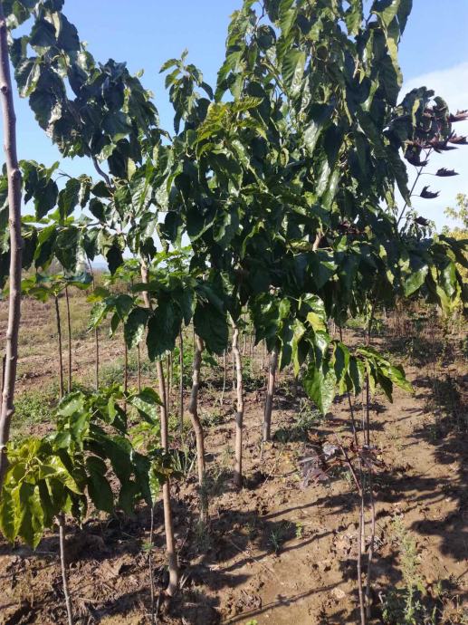 SADNICE UKRASNOG BILJA