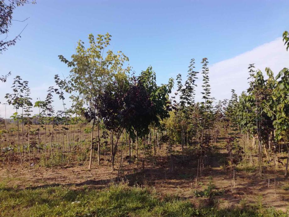 SADNICE UKRASNOG BILJA