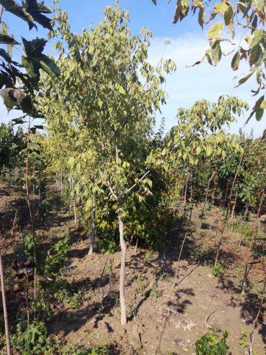 SADNICE UKRASNOG BILJA