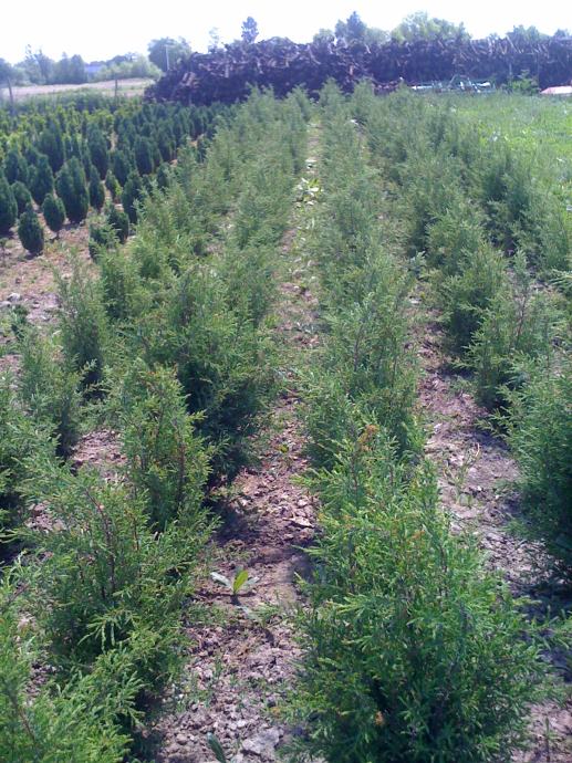Sadnice ukrasnog bilja: Thuje, Tise, Juniperus, Chamaecyparis