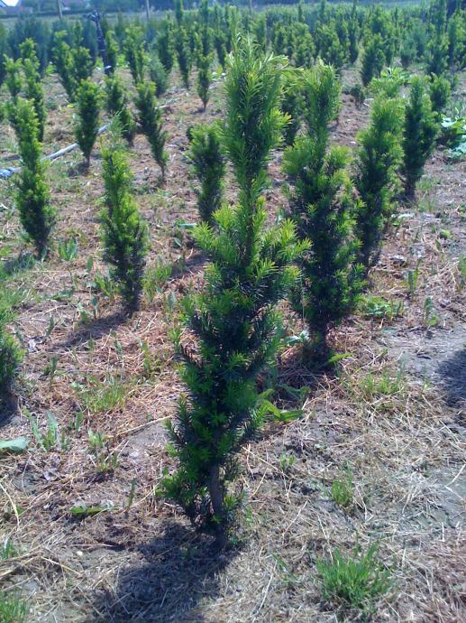 Sadnice ukrasnog bilja: Thuje, Tise, Juniperus, Chamaecyparis