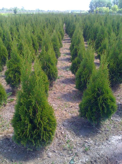 Sadnice ukrasnog bilja: Thuje, Tise, Juniperus, Chamaecyparis