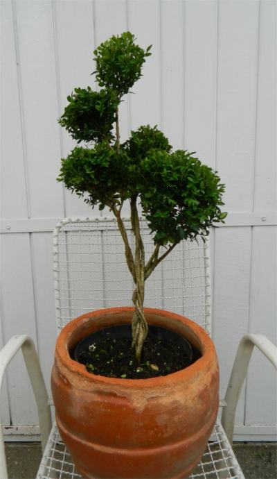 Sadnice bonsai,topiari za balkon,kamenjar,terasa,vrt-ukrasno bilje
