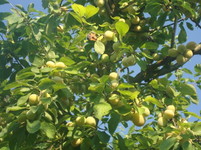 Sadnice žute šljive okrugle,rane