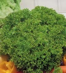 Salata lollo bionda 500 sjemenki..
